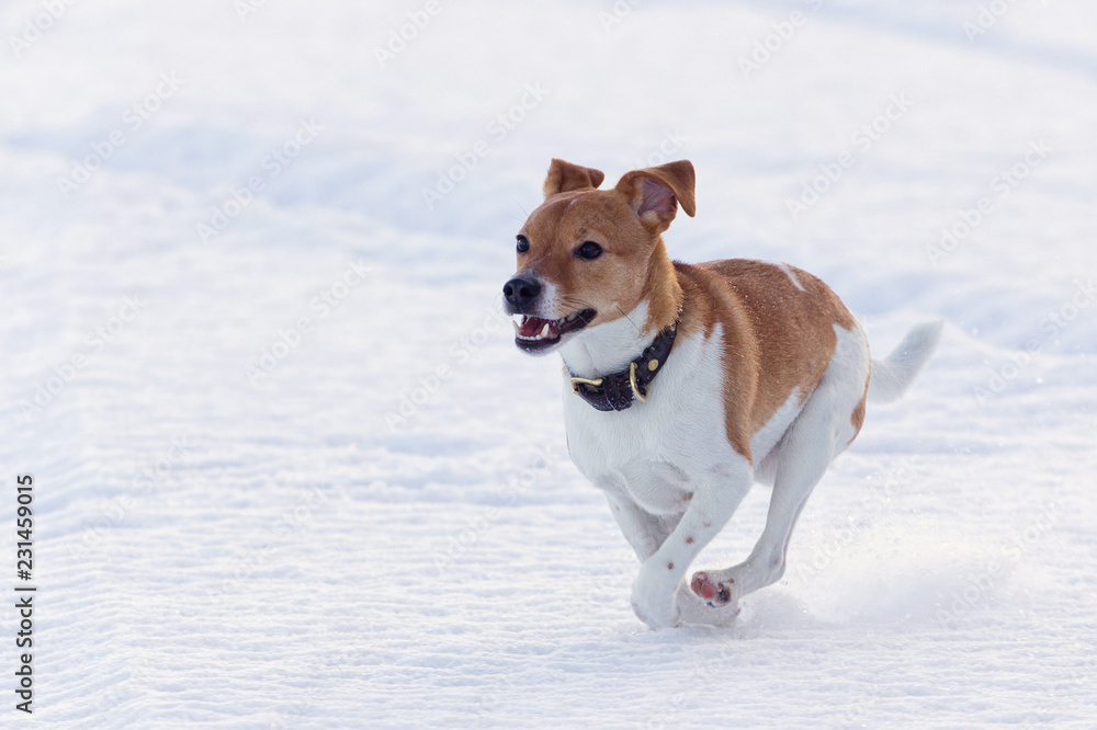 Small dog running on lake ice Stock-Foto | Adobe Stock