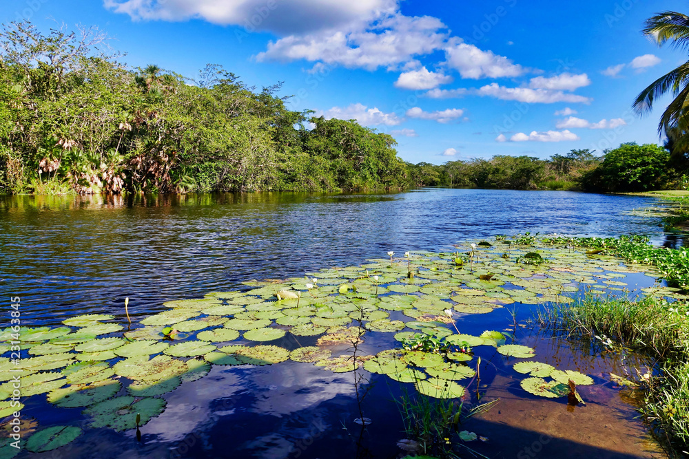 The New River in Orange Walk Town in Belize Stock Photo | Adobe Stock