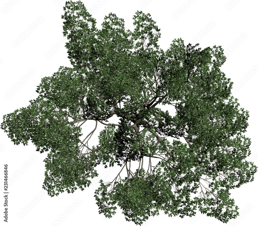 Plant & Tree overhead icon / top view symbols isolated on white ...