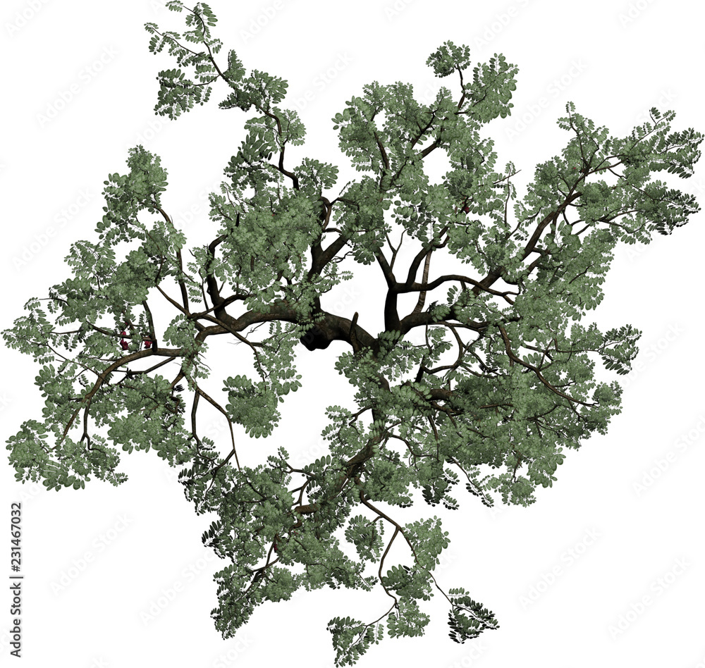 Plant & Tree overhead icon / top view symbols isolated on white ...