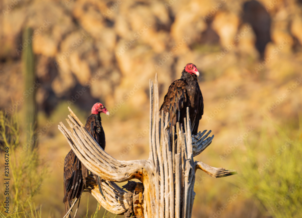 Desert Turkey Vulture