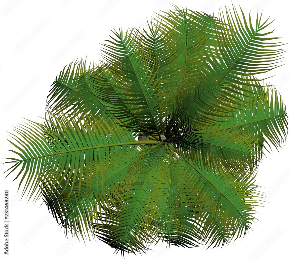 Plant & Tree overhead icon / top view symbols isolated on white ...