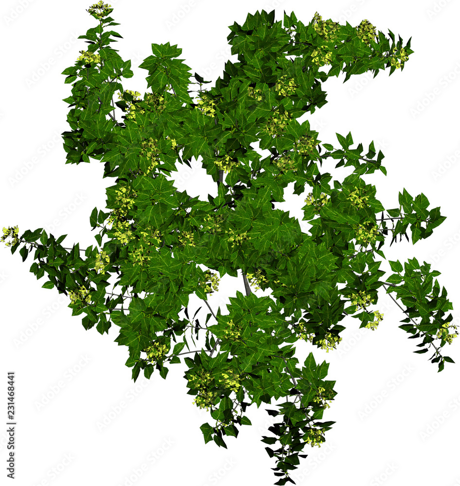 Plant & Tree overhead icon / top view symbols isolated on white ...