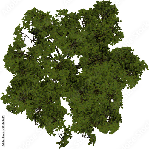 Plant & Tree overhead icon / top view symbols isolated on white ...