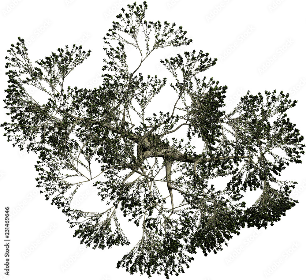 Plant & Tree overhead icon / top view symbols isolated on white ...