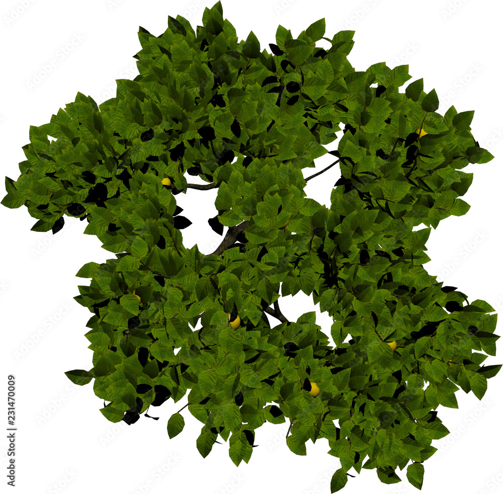 Plant & Tree overhead icon / top view symbols isolated on white ...