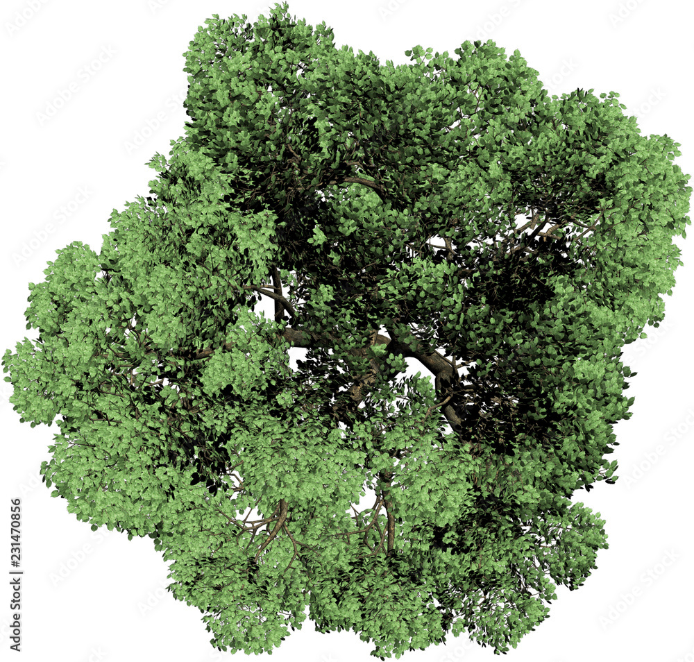 Plant & Tree overhead icon / top view symbols isolated on white ...