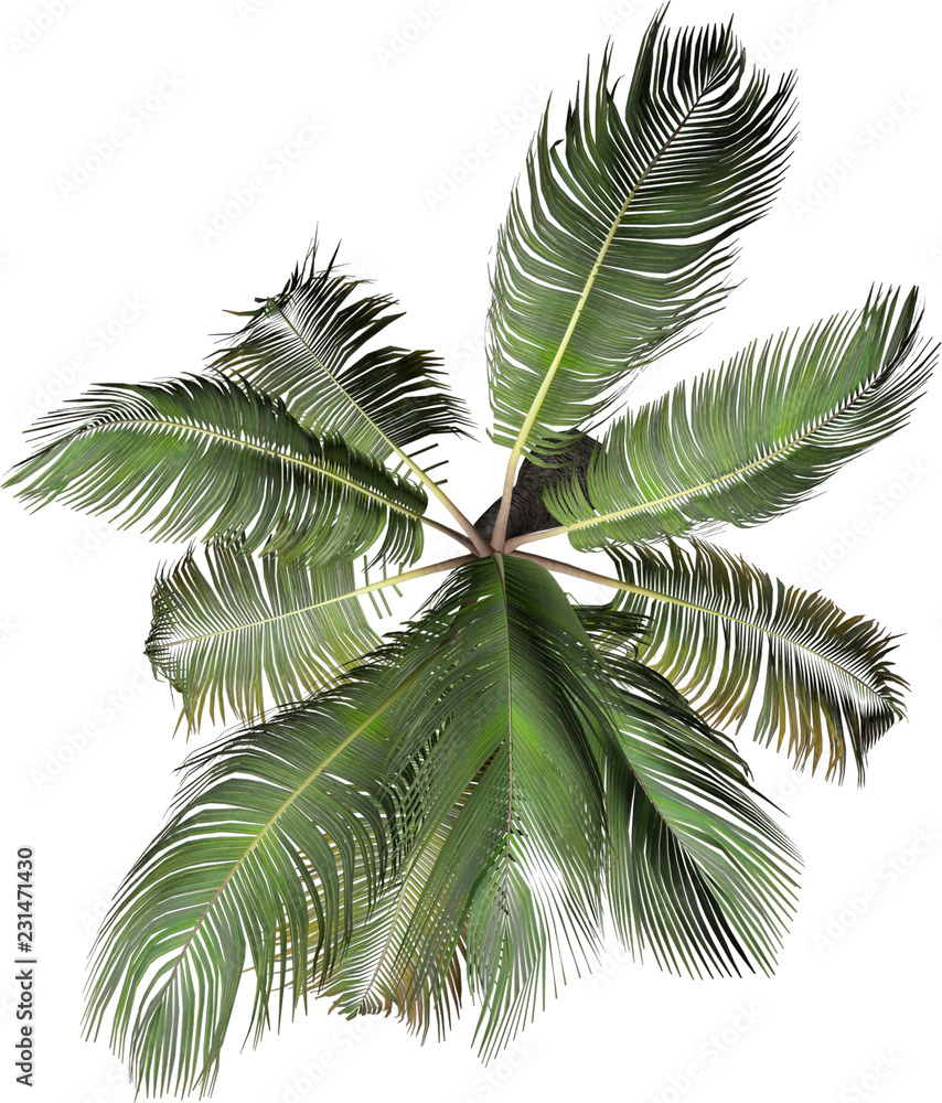 Plant & Tree overhead icon / top view symbols isolated on white ...