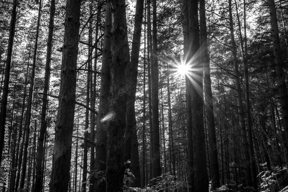 Dark natural background of black and white pine forest landscape ...
