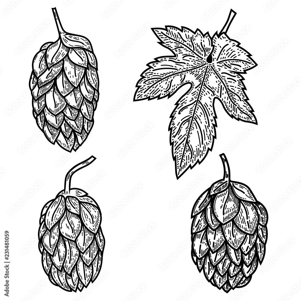 Set of beer hop illustrations in engraving style. Design element for ...