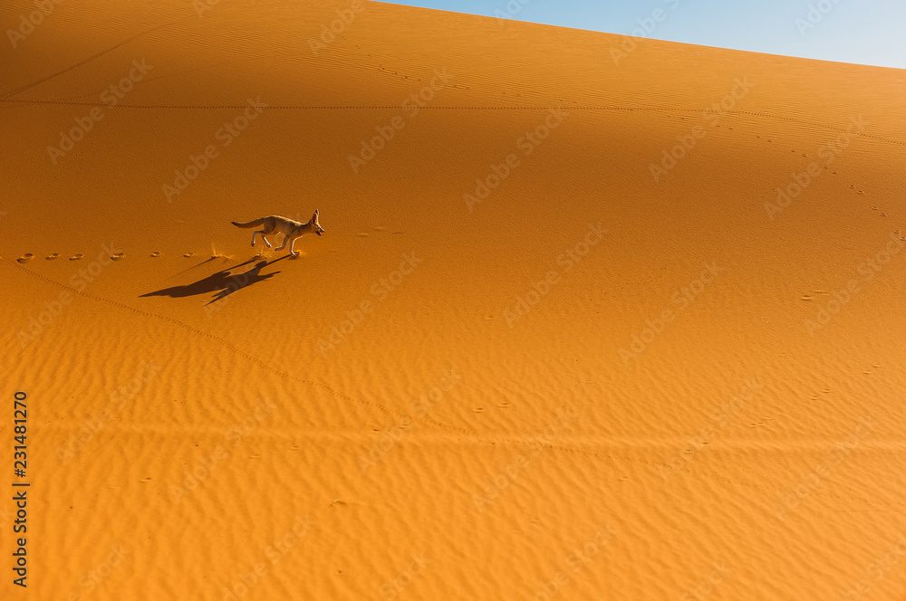 Fennec Fox , Sahara Desert, Merzouga, Morocco Stock Photo | Adobe Stock