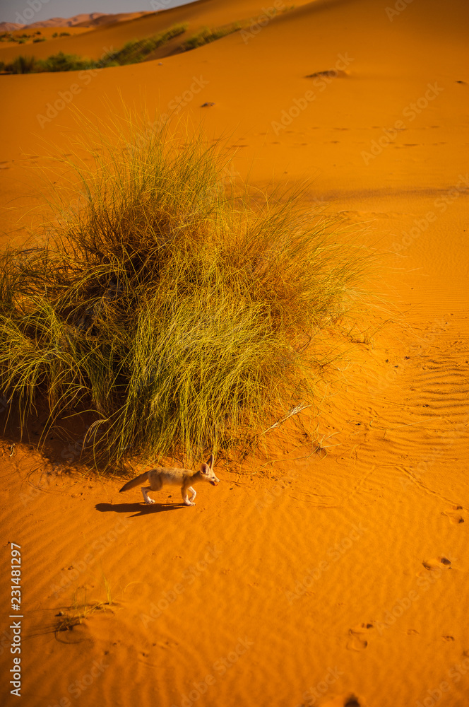 Fennec Fox , Sahara Desert, Merzouga, Morocco Stock Photo | Adobe Stock