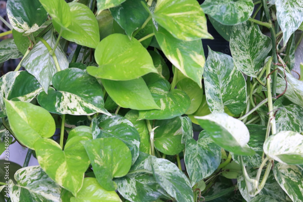 Golden pothos,scindapsus aureus,magnoliophyta,marble queen, silver vine ...