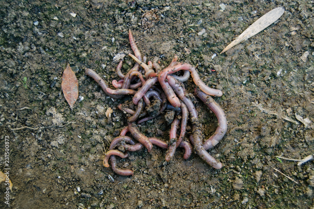 Earth worms on earth Stock Photo | Adobe Stock