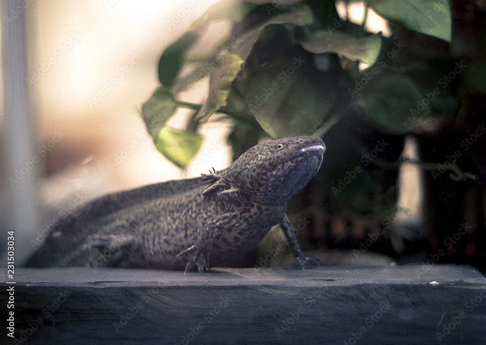 green spotted axolotl standing in tank Stock Photo | Adobe Stock