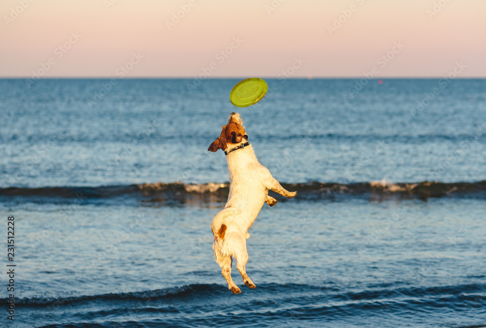Dog Jumping Frisbee