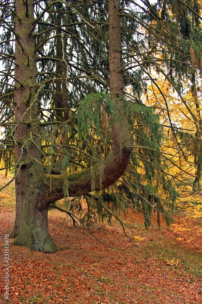 Uralte mehrstämmige Fichte im Naturschutzgebiet Paradies im Kellerwald ...