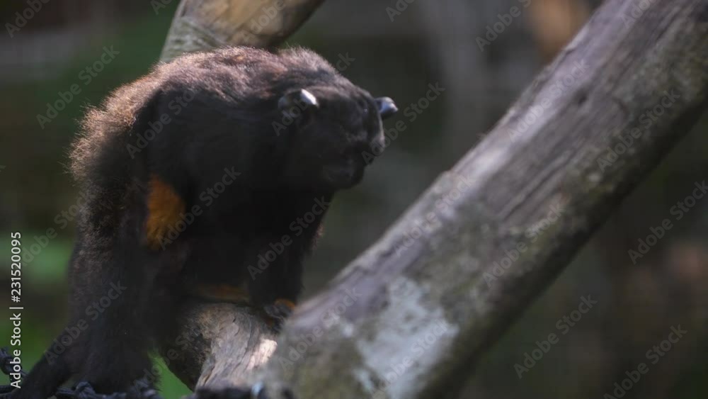 red-handed tamarin scratching his belly on a branch French guiana zoo ...