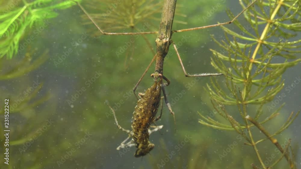 Vidéo Stock Water Stick Insect - Ranatra linearis under water with ...