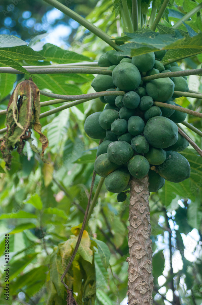 Foto de Arbre fruitier papayer et papayes le long du tronc. do Stock ...