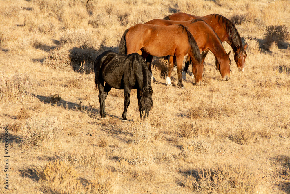 Black and brown wild mustangs in a desert in Nevada, USA, showing signs ...