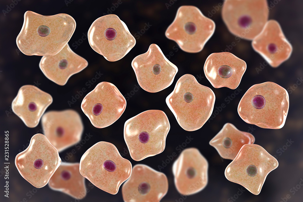 Buccal epithelium, smear from oral cavity Stock Illustration | Adobe Stock