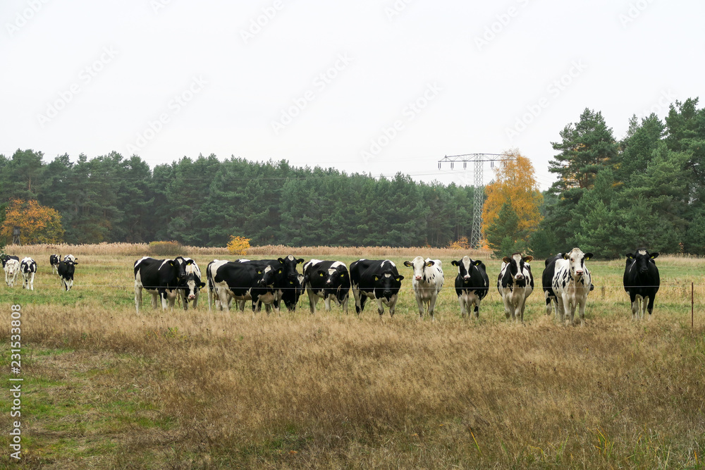 rind kuh kalb milchkuh fleischkuh steht auf weid ein herde ...