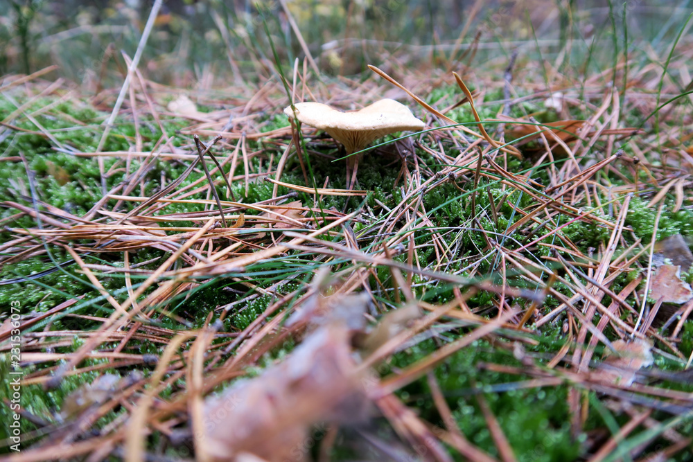 Pilz gelb essbar giftig speisepilz giftpilz pfifferling wald waldboden ...