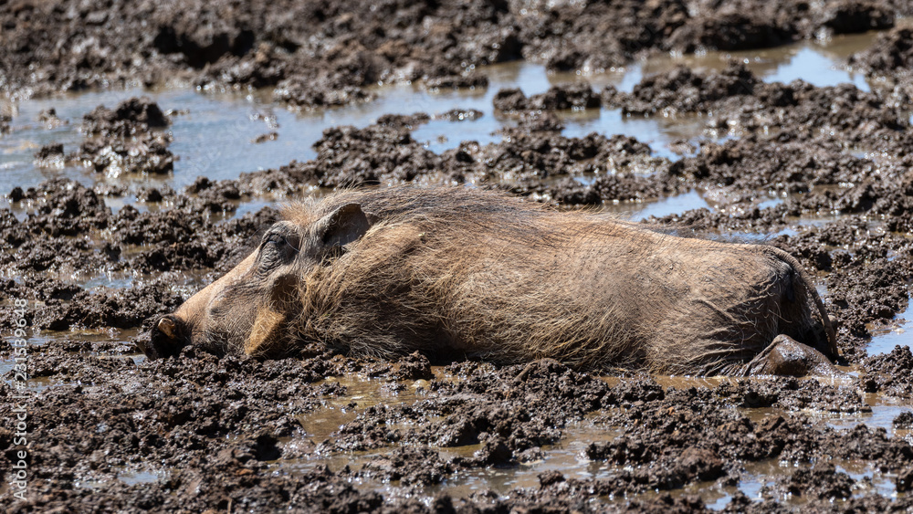 warthog having a mud-bath in the Mokala National Park in South Africa ...