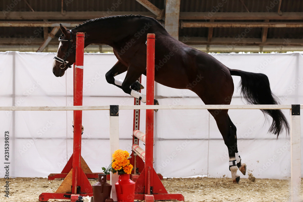 Yearling jumping over obstacles on a free jumping competition without ...