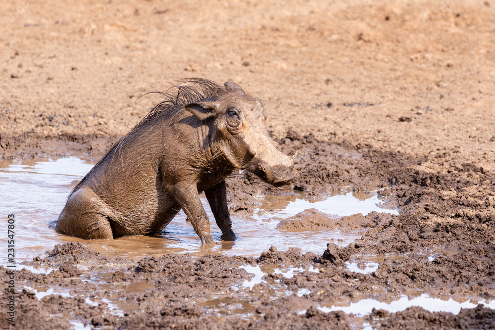 warthog sitting in the water in the Mokala National Park in South ...