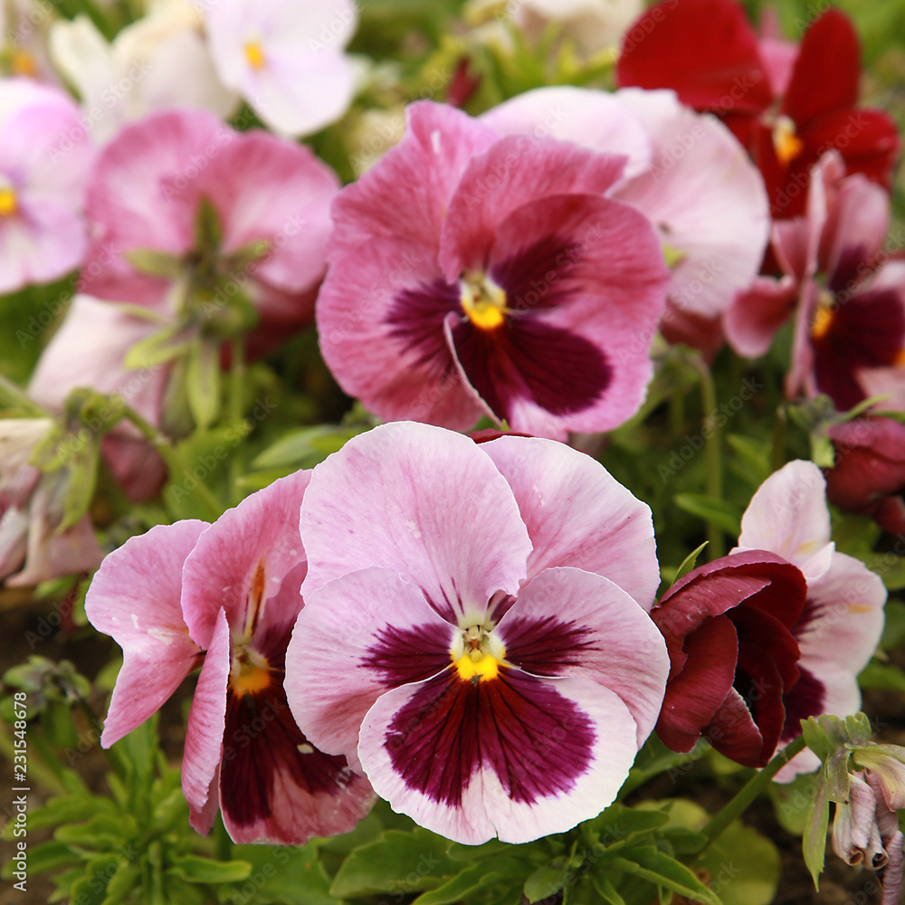 Massif de pensées Stock Photo | Adobe Stock