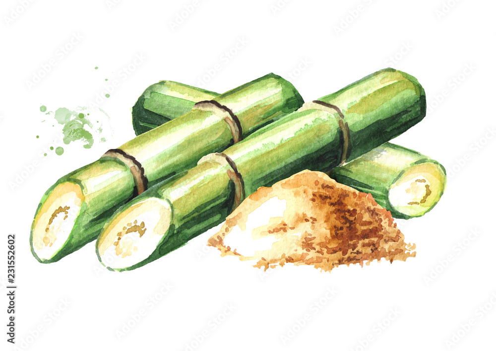 Sugar cane with brown sugar. Watercolor hand drawn illustration ...
