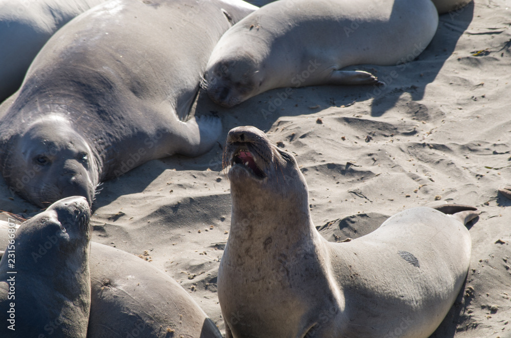 Seehunde am Strand Stock Photo | Adobe Stock