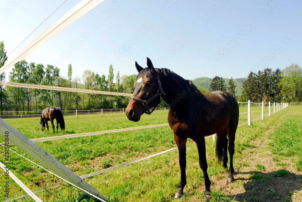 pferdekoppel Stock Photo | Adobe Stock
