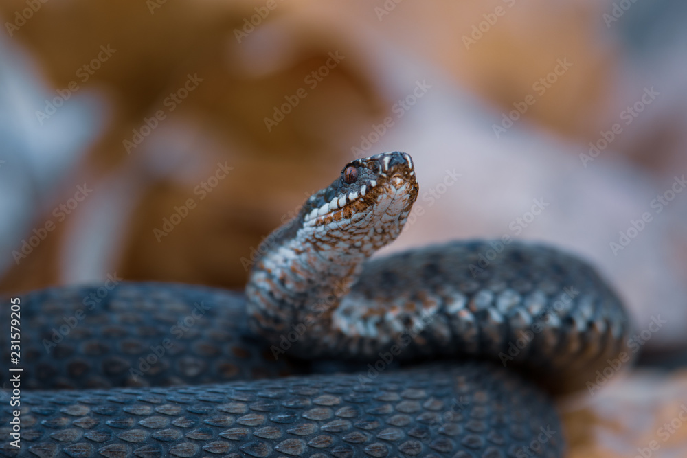grass snake Natrix natrix close-up Stock Photo | Adobe Stock