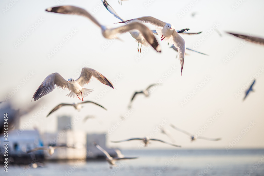 Seagull is a type of seabird, a medium to large bird. Gray or white ...