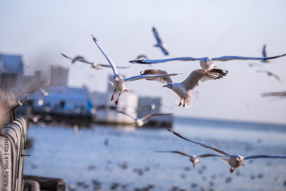 Seagull is a type of seabird, a medium to large bird. Gray or white ...