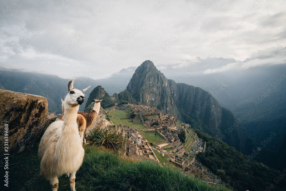 Llamas in Machu Picchu, Peru Stock Photo | Adobe Stock