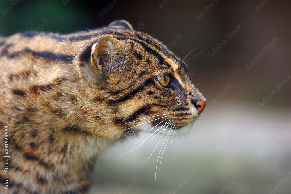 Prionailurus Viverrinus