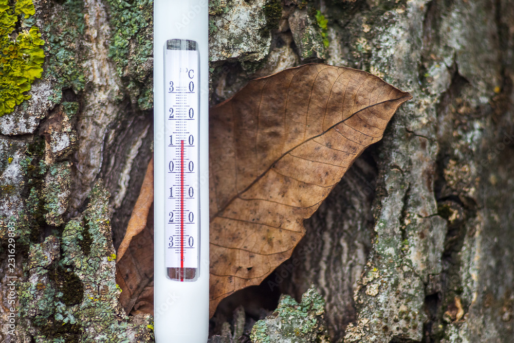 Thermometer on the background of a tree and a dry leaf shows the ...
