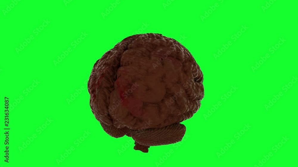 Realistic human brain rotating on green screen. 3d rendering Stock ビデオ ...