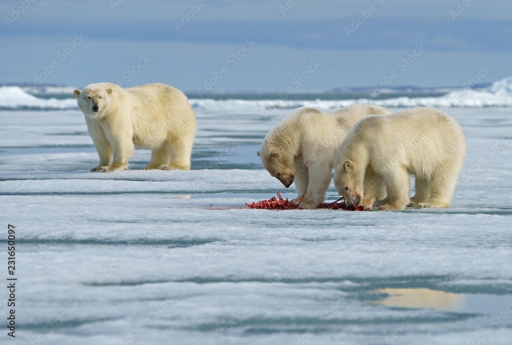 Polar bears (Ursus maritimus), young animals feeding on the carcass of ...