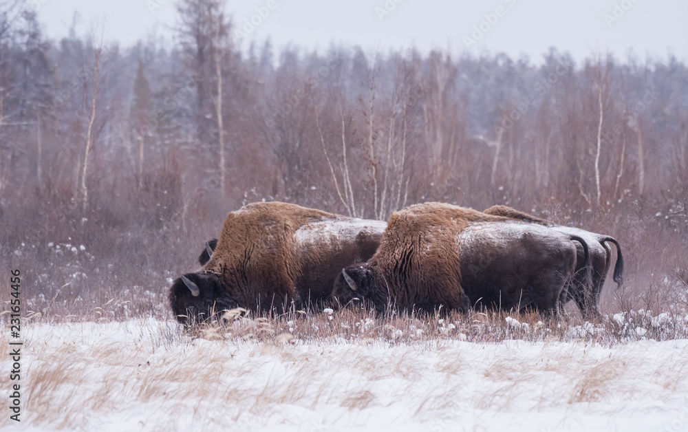Yakut Bison reaches 2.5-3 meters in length and up to 2 meters in height ...