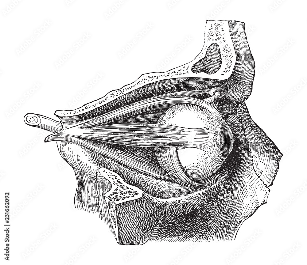 Human eye anatomy / vintage illustration from Meyers Konversations ...