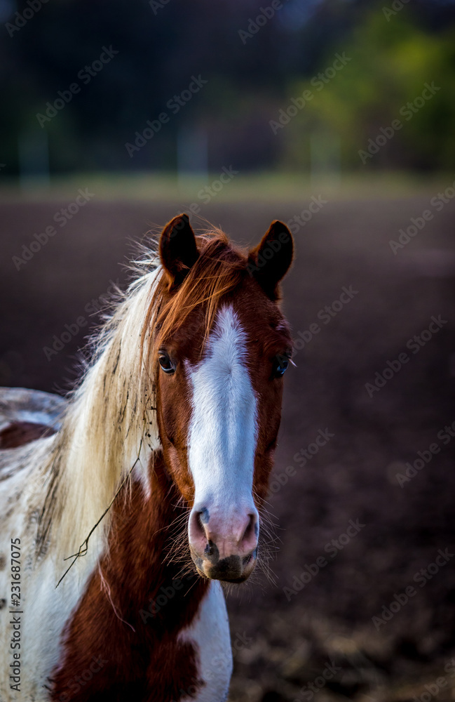 Horse Head Front View Close Up