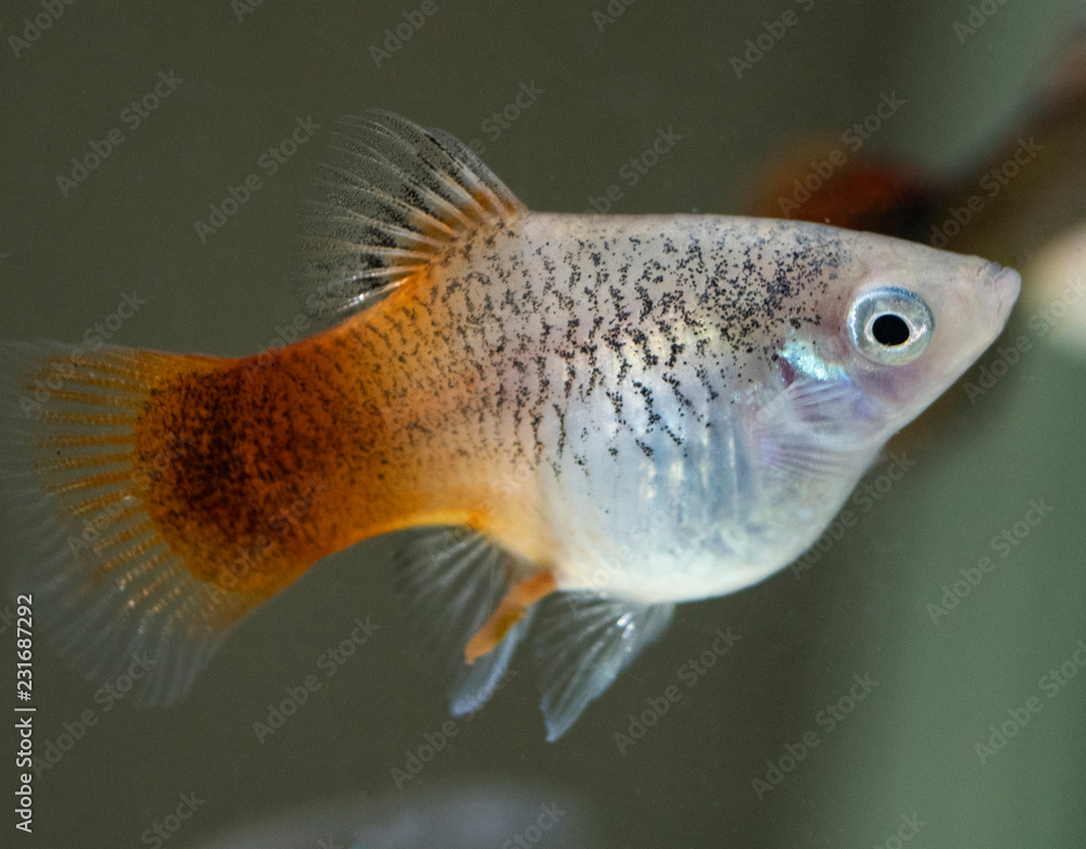Platy (Xiphophorus maculatus) in freshwater aquarium Stock Photo ...