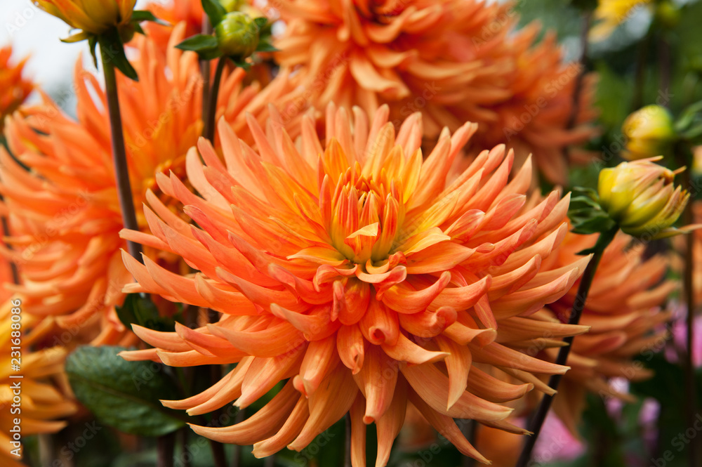 Orange Dahlia Stock Photo | Adobe Stock