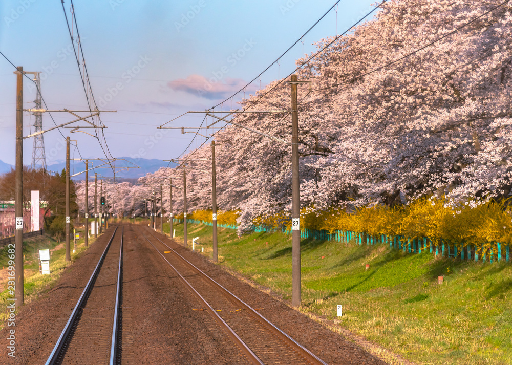 JR Tohoku train railroad track with row of full bloom cherry tree along ...