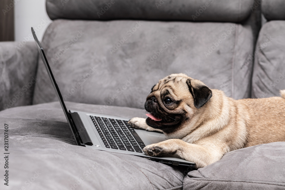 Cute dog Pug breed lying on ground looking on computer screen working ...